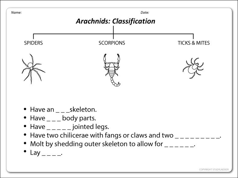 Arachnids Classification Worksheet Studyladder Interactive Learning Games