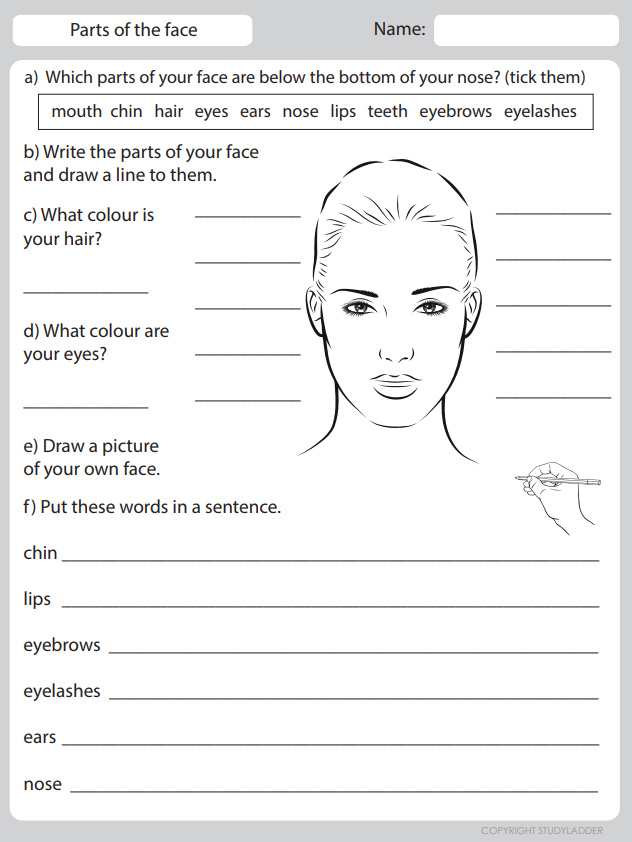 Parts of the Face - Studyladder Interactive Learning Games