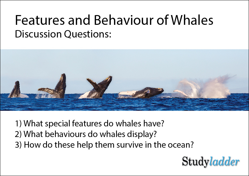 Whale Features and Behaviours Information (8_slides) - Studyladder ... Whale Features and Behaviours Information (8_slides) - Studyladder ...