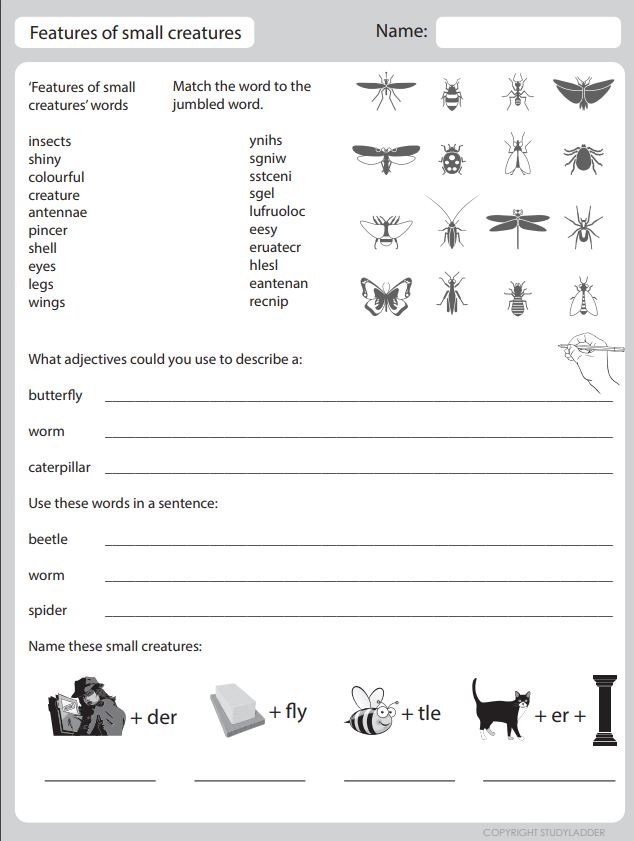 Features of Small Creatures - Studyladder Interactive Learning Games
