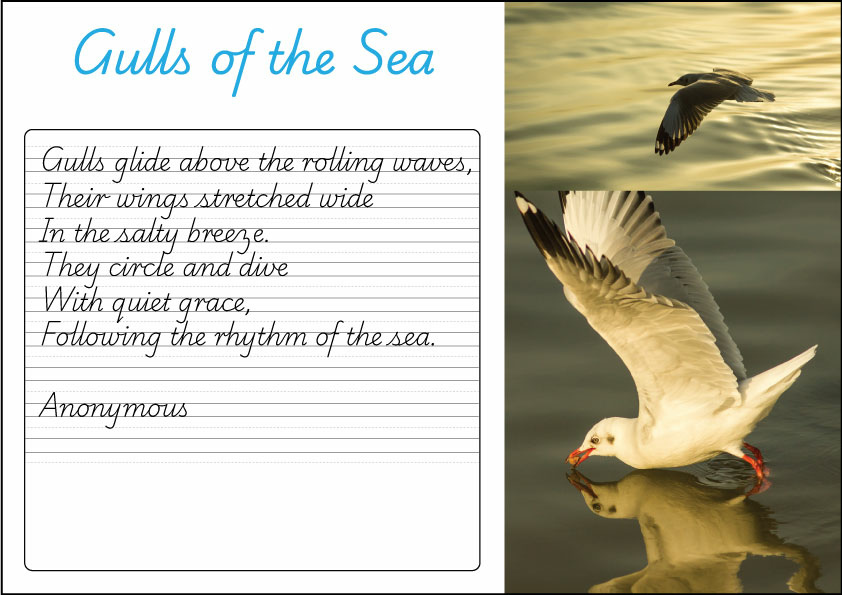 Gulls of the Sea - Handwriting Task (Qld) - Studyladder Interactive Learning Games