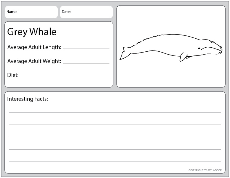 Grey Whale Research Sheet - Studyladder Interactive Learning Games