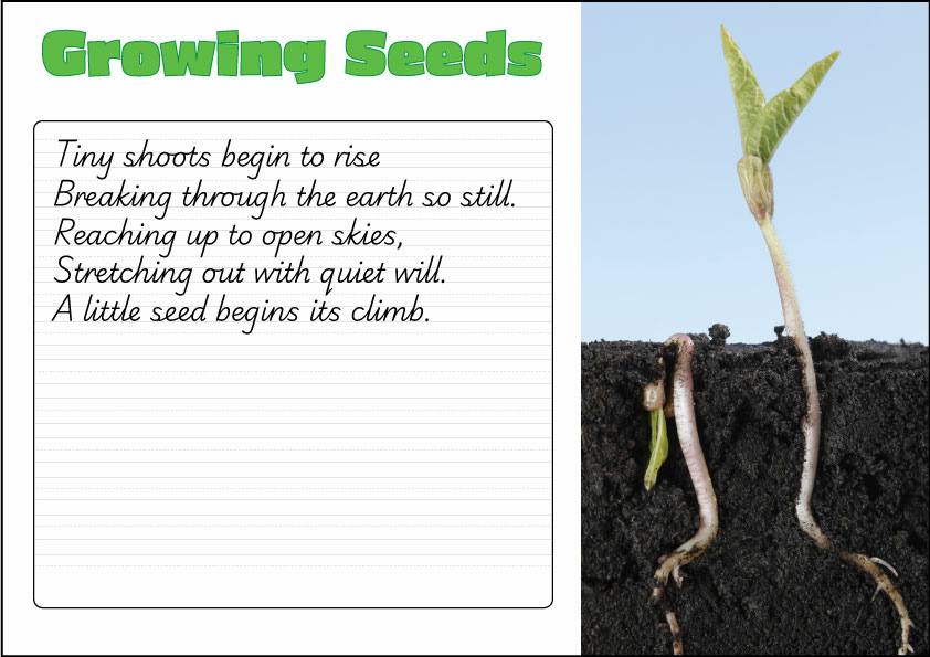 Growing Seeds - Handwriting Task (SA) - Studyladder Interactive ...