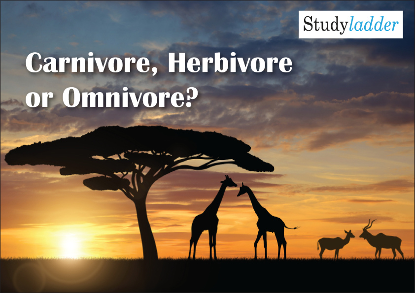 Carnivore Herbivore or Omnivore? - Studyladder Interactive Learning Games