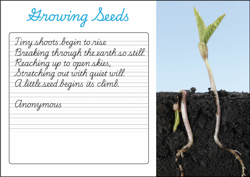 Growing Seeds - Handwriting Task - Studyladder Interactive Learning Games