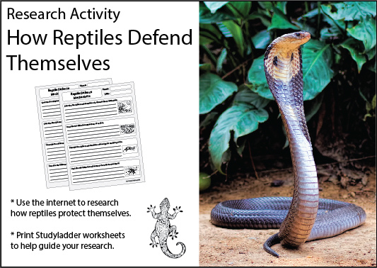 Research Activity: How Reptiles Defend Themselves - Studyladder ...