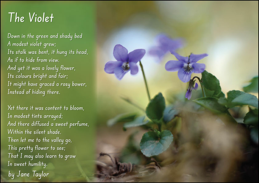 Understanding Poetry: The Violet - Studyladder Interactive Learning Games